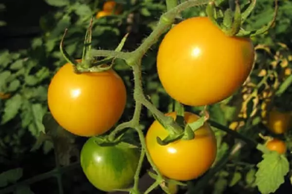 Frua tomato