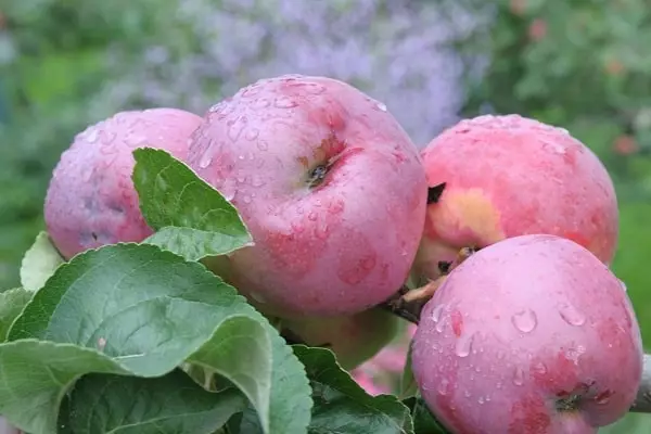 Az almafák öntözése