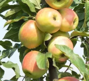 Karakteristike i opis raznolikosti jabuka Zrya Alatau, rastuće regije i okus voća