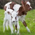 Kenapa anak lembu menggerunkan papan: apakah sebabnya dan apa yang mereka tidak mempunyai pencegahan yang mencukupi 3847_5