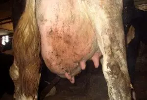 Uzroci i simptomi kanarhalnog mastitisa u kravama, liječenju i prevenciji