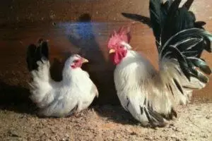 Penerangan dan ciri-ciri baka ayam, ciri kandungan