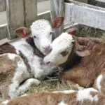 Nable anak sapi jarang: perlakuan sareng pencegahan, alesan 3857_1