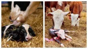 Prevenció incorrecta del fetus de les vaques i què fer amb els déus patològics