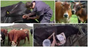 Miks lehmad teevad auke küljel ja panna fistulas, ümberpööramise väärtus