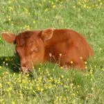 小牛的肚臍發炎：治療和預防，原因 3857_7