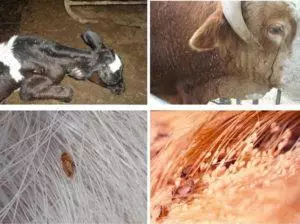 Simptomi uši iz goveda in kakšne parazite izgledajo, kaj storiti za zdravljenje