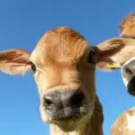 Selección de sangue dunha vaca: razóns e que facer, prevención 3859_4