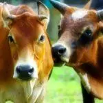 Selección de sangue dunha vaca: razóns e que facer, prevención 3859_5