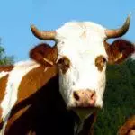 Selección de sangue dunha vaca: razóns e que facer, prevención 3859_6