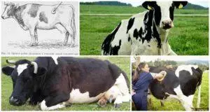 Simptomi in oblike obliža brazgotine goveda, zdravljenje doma