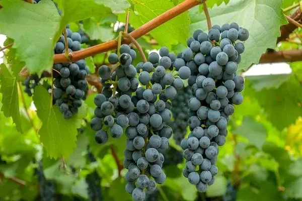 сортовий виноград