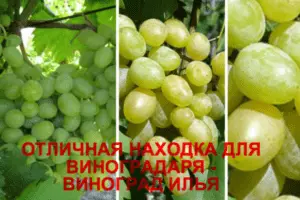 Beskrivning och egenskaper av druvor Grade Ilya, landning och växande