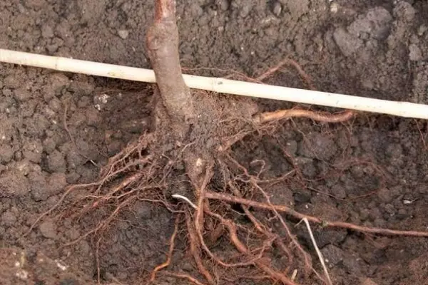 Plantning Apple.