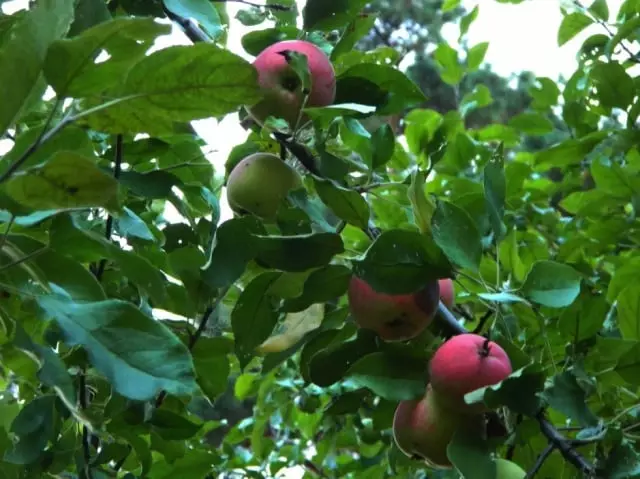 Apfelbaum Mantet.