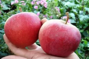 Beschreibung und Merkmale einer Vielzahl von Apfelbäumen Gute Nachrichten, Landung und Wachstum