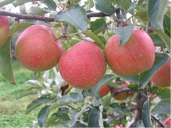 Mantet da árvore de maçã