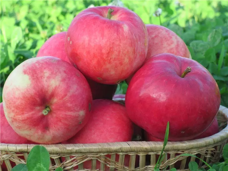 Appelboom mantet