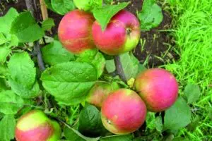 Beschreibung und Merkmale von Apple Village Oryol Woodland, Wachstum