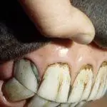 Lehmade hambad: CRS-i, valemi ja asukoha skeemi lõualuude anatoomia 3866_10