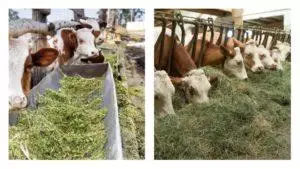 2 вида угояване на говеда, какво е необходимо хранене и как да изберете телета