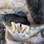 Dentes de vaca: a anatomía da estrutura das mandíbulas de CRS, fórmula e esquema de localización 3866_6