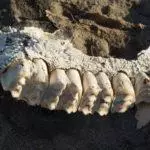 牛的牙齒：CRS，公式和位置方案的鉗口結構的解剖結構 3866_8