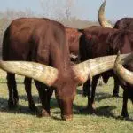 Vatussi Bull: Utseende och egenskaper hos vildar, avel 3877_1