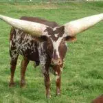 Vatussi Bull: Mga Kinaiya ug Mga Kinaiya sa Mga Wildings, Pag-breeding 3877_2