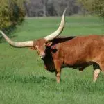 Vatussi Bull: Utseende och egenskaper hos vildar, avel 3877_3