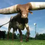 Vatussi Bull: Hitsura at Mga Katangian ng Wildeds, Pag-aanak 3877_4