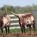 Vatussi Bull: Utseende och egenskaper hos vildar, avel 3877_5
