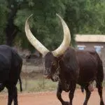 Vatussi Bull: Utseende och egenskaper hos vildar, avel 3877_6