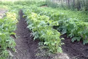 Que facer se as patacas teñen tops altos cando pode cortalo