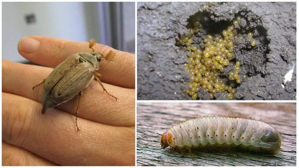 Vallar de las larvas de la instrucción de mayo de Beetle