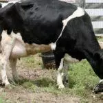 Hvordan man øger mælkens fedtstoffer fra en ko: Sådan fodrer du til gode røtter derhjemme 3887_3
