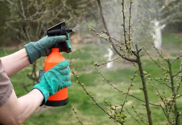 Spraying Apple Trees.