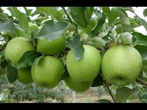 Apple Tree Grennie Smith