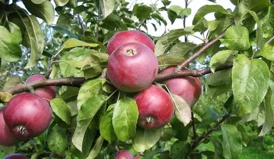 Apple Tree Alesya