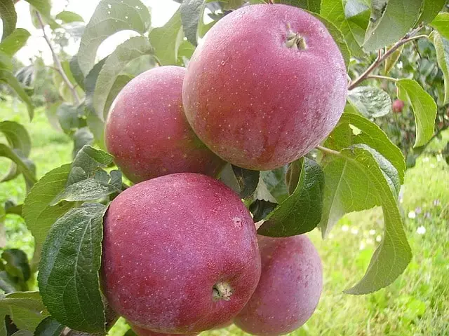 Tangkal Apple Alesya