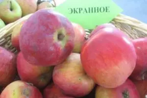 苹果筛网的种类和特征描述，冰霜抵抗和产量