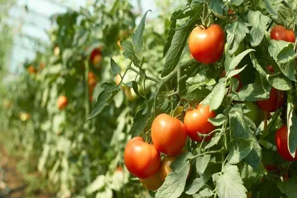 Tomato in Teplice