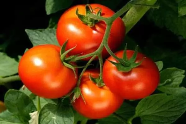 Tomaatti kasvaa