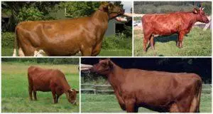 คำอธิบายและลักษณะของวัวของสายพันธุ์อังกฤษกฎของเนื้อหา