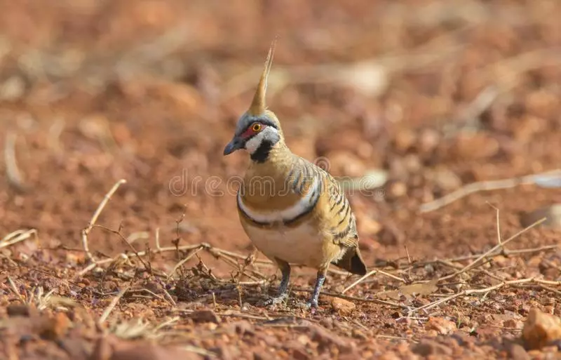 Spinifex Pigeon.