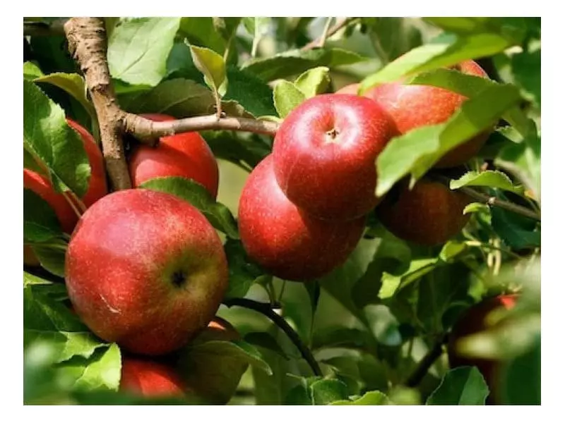 Apple Tree Genève