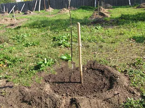 Planting Apple.