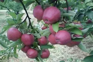 Ciri sareng katerangan ngeunaan rupa-rupa tangkal apel richard, résistansi ibun sareng lamaran