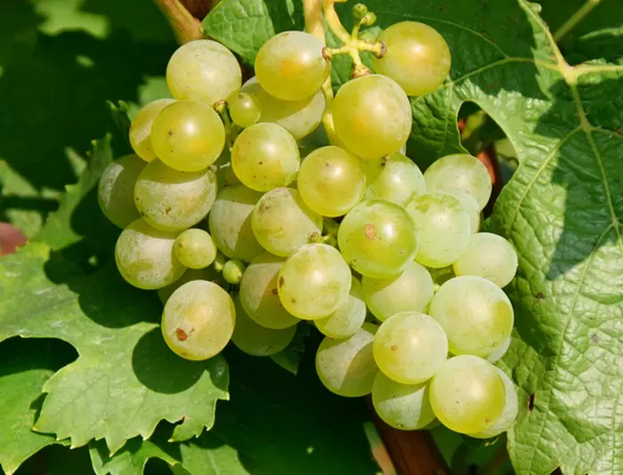 Grapes Riesling