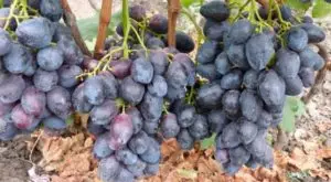 Beskrywing en verbouing van druiwe druiwe furore, voor- en nadele en berekening